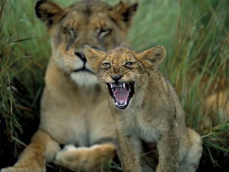 This Old Cubdvdrip movies - helpersand