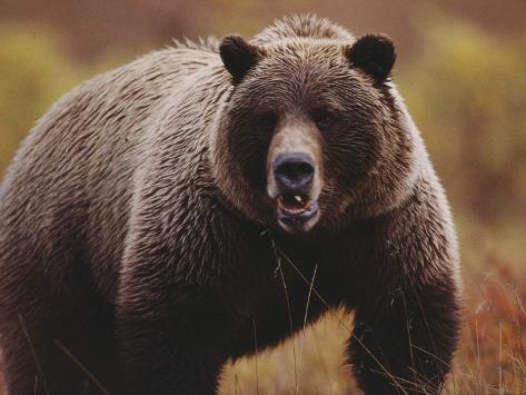 "Isn't perfect but hell it is pretty damn good and it gets the job done ...