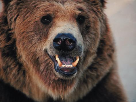 Bear Teeth