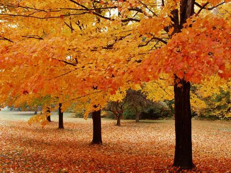 New York State Tree Is