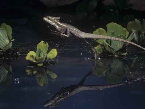 Basilisk Lizard Running On Water