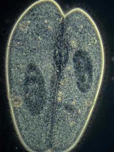 Conjugation Paramecium