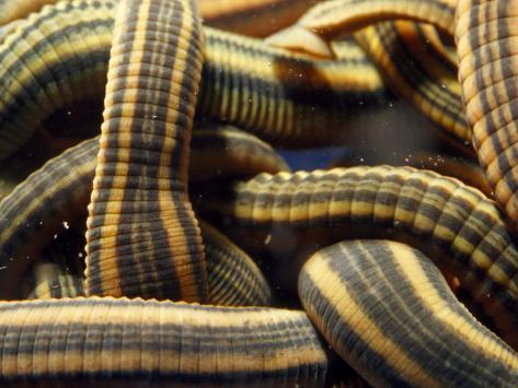 What are these 2 wormish looking creatures and will they harm my ...