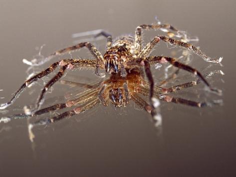 Giant Water Spider
