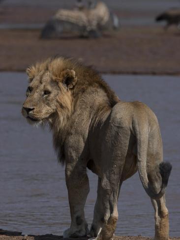 How tall is a lion or a tiger standing bipedal? - Page 4 - Animal vs Animal