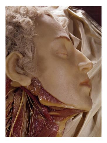 Клемент Сусини XVIII век. анатомические шедевры.. Обсуждение на ...