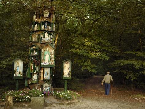 A roadside shrine with catholic saints on a druidic sacred oak tree by ...