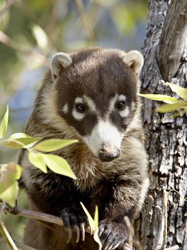 106 best Coati images on Pholder | Aww, Awwducational and Tucson