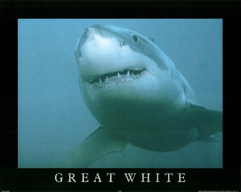 Great White Shark Poster