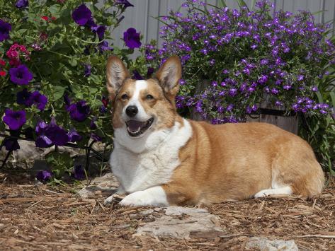 Miniature Corgis?? Do not be fooled – this is not an official breed ...
