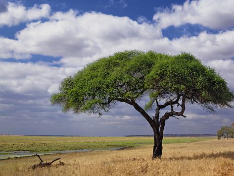 AUSTRALIAN SAVANNA - The BIOME