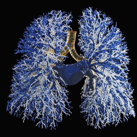 (PPTX) LAS FUNCIONES DE NUTRICIÓN en ANIMALES. FUNCIÓN DIGESTIVA ...