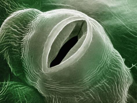 On ABA, K+ channels of stomatal guard cells and pH in guard cells ...
