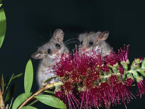 The Tasmanian pygmy possum is the world's smallest possum. Adults range ...