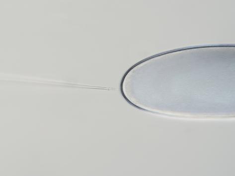 Drosophila Embryo Injection