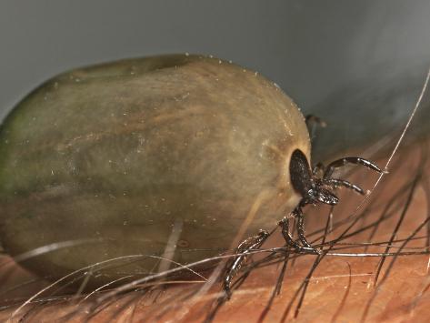 Ixodidae; Ticks, Hardbacked