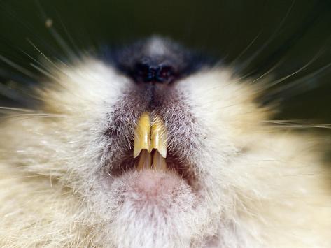 11 Best Lemmings images | Animais, Animales, Animaux