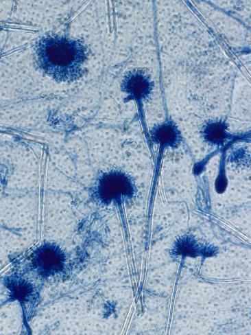 Aspergillus - JungleKey.fr Image #50