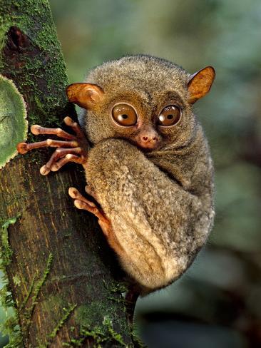 Western Tarsier, Tarsius Bancanus, Sabah, Borneo Photographic Print by ...