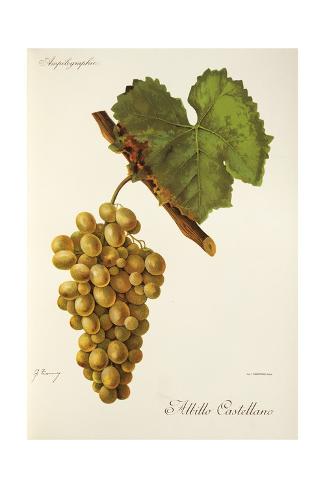 Albillo - JungleKey.es Imagen