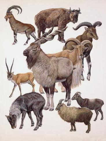 Antilocapridae - Alchetron, The Free Social Encyclopedia