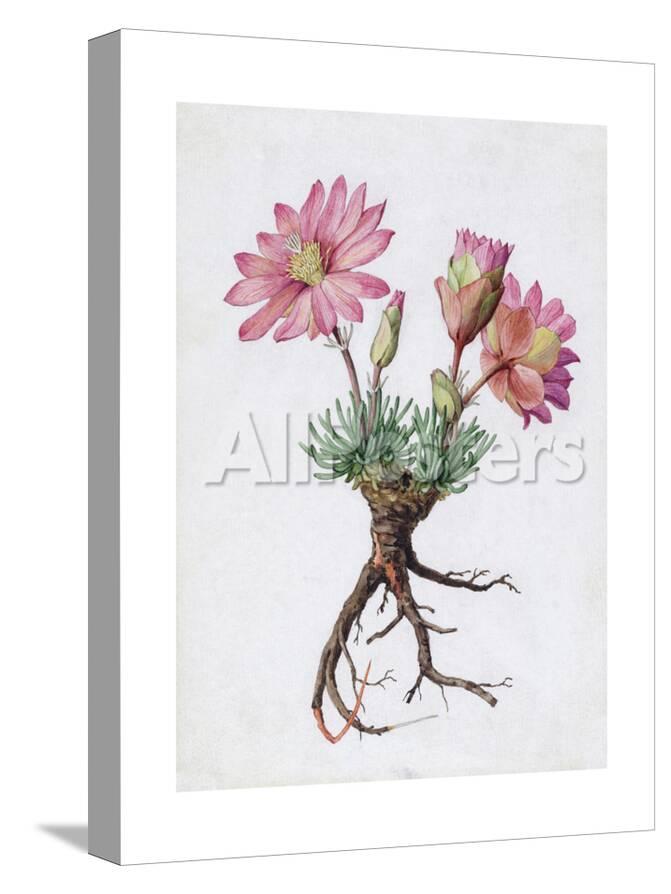 Bitterroot Flower Drawing | Best Flower Site