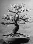 '100-Year-Old Bonsai Cherry Tree in Collection of Keibun Tanaka ...