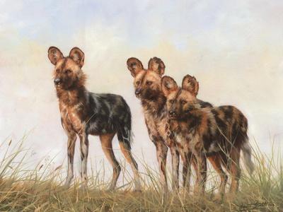 '3 African Wild Dogs' Print - David Stribbling | AllPosters.com