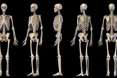 '3D illustration of full male skeleton, multiple angles on black ...