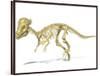 '3D Rendering of a Pachycephalosaurus Dinosaur Skeleton' Photographic ...
