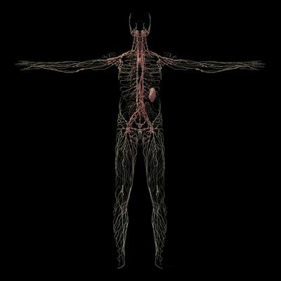 '3D Rendering of Human Lymphatic System' Posters - Stocktrek Images ...