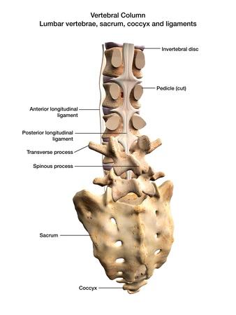 '3D rendering showing posterior view of vertebral column with labels ...