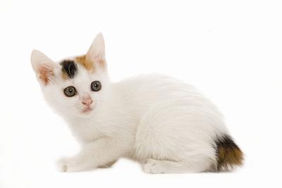 Japanese Bobtail Kitten