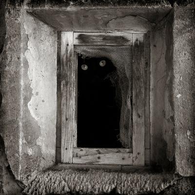'A Black Cat Inside a Window' Photographic Print - Luis Beltran ...