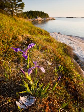 'A Blue Flag Iris on the Coast of Maine's Great Wass Island Near ...