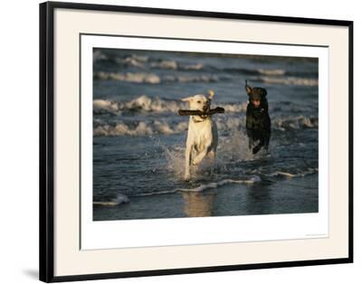 'A Chocolate Labrador Retriever Chases after a Stick-Carrying Yellow ...