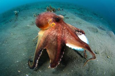 'A Coconut Octopus, Lembeh Strait, Sulawesi, Indonesia' Photographic ...