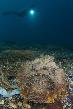'A Diver Looks on at a Giant Stonefish, Gorontalo, Sulawesi, Indonesia ...