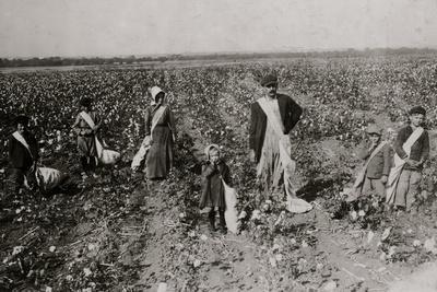 A Family of Cotton Pickers Photo | AllPosters.com