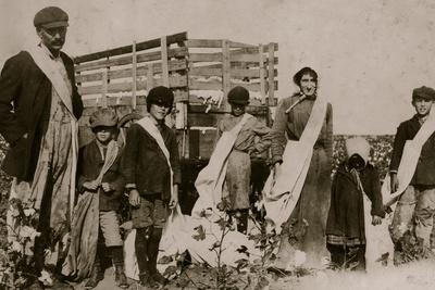 'A Family of Cotton Pickers' Photo | AllPosters.com