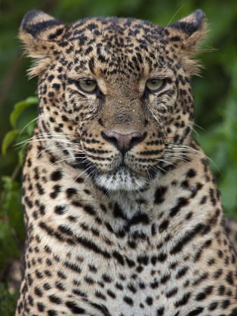 'A Fine Leopard Oblivious to Light Rain in the Salient of the Aberdare ...