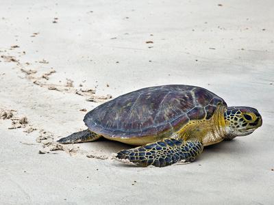 'A Green Sea Turtle Crossing Watamu Beach, White Sandy Beach Is an ...