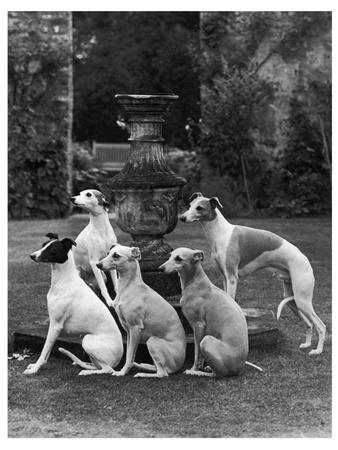 'A Group of Seagift Whippets around a Fountain. Owned by Whitwell ...