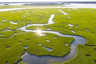 'A healthy salt marsh grows in Pleasant Bay on Cape Cod, Massachusetts ...