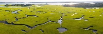 A healthy salt marsh grows in Pleasant Bay on Cape Cod, Massachusetts ...