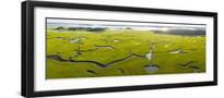 A healthy salt marsh grows in Pleasant Bay on Cape Cod, Massachusetts ...