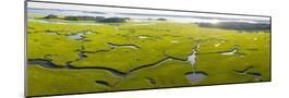 A healthy salt marsh grows in Pleasant Bay on Cape Cod, Massachusetts ...