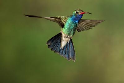 'A Hummingbird with its Wings Spread Open' Photographic Print - Karine ...