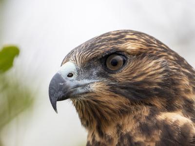'A juvenile Galapagos hawk (Buteo galapagoensis), Rabida Island ...