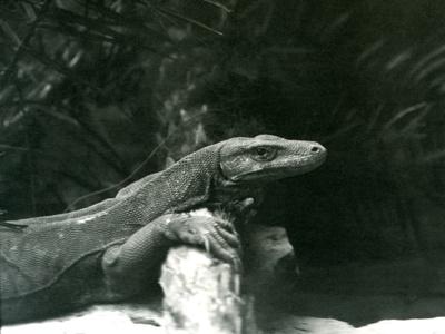 'A Komodo Dragon/Monitor Resting its Neck and Forelegs up against a Log ...
